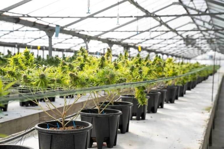 ¿Cómo funciona el cultivo ScrOG (Screen Of Green)? | Justbob